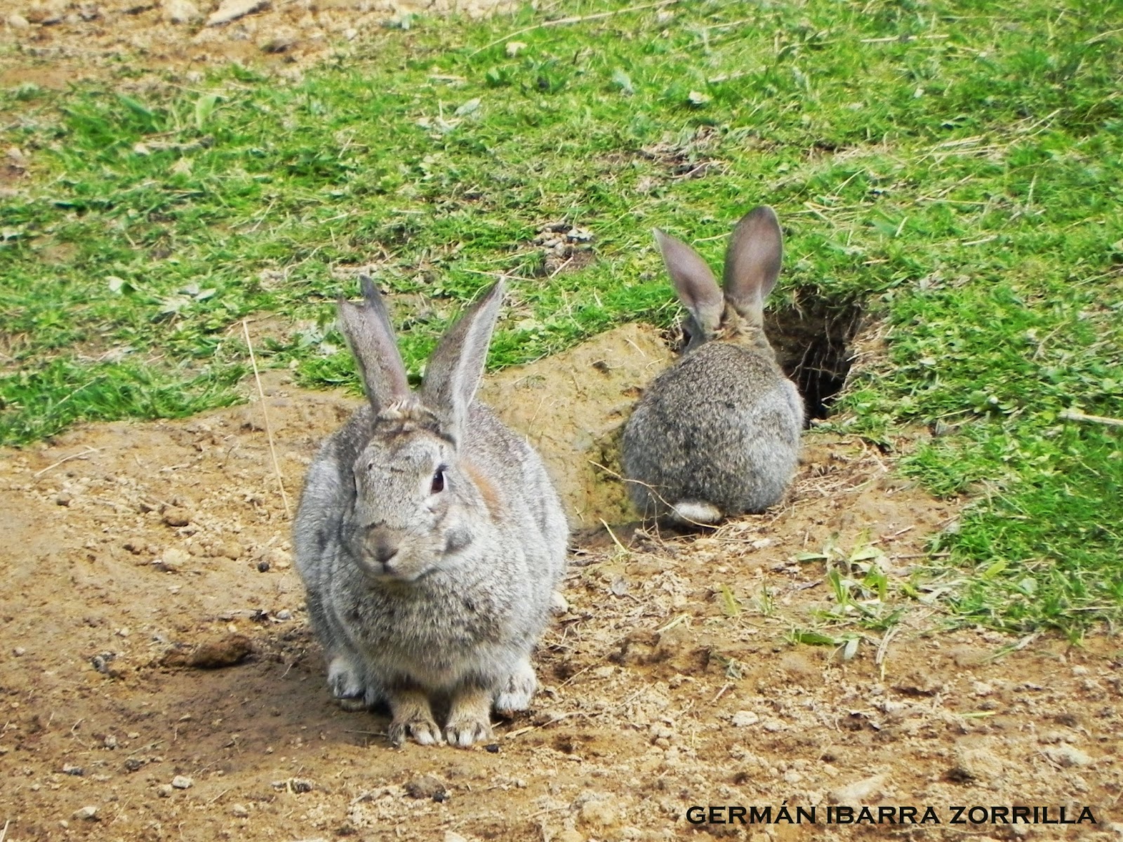 FAUNA COMPACTA el blog de Germán Ibarra Zorrilla: Conejo de monte ...
