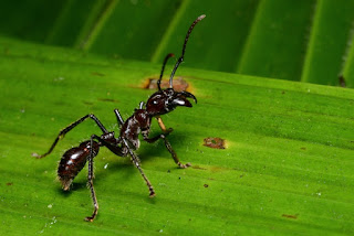 BIBOCA AMBIENTAL : FORMIGA TOCANDIRA