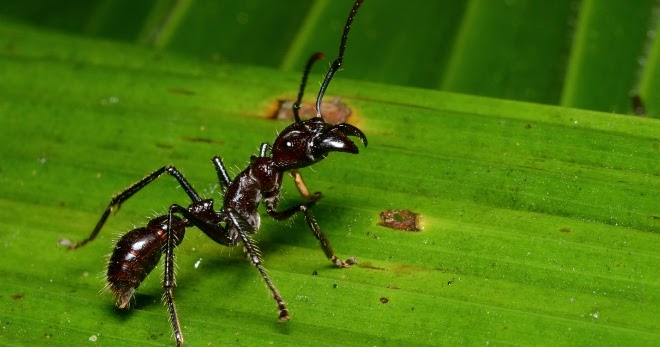 BIBOCA AMBIENTAL : FORMIGA TOCANDIRA