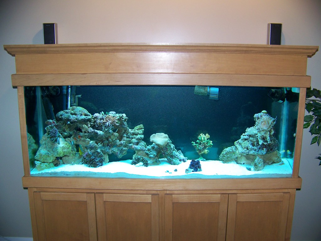 saltwater aquarium