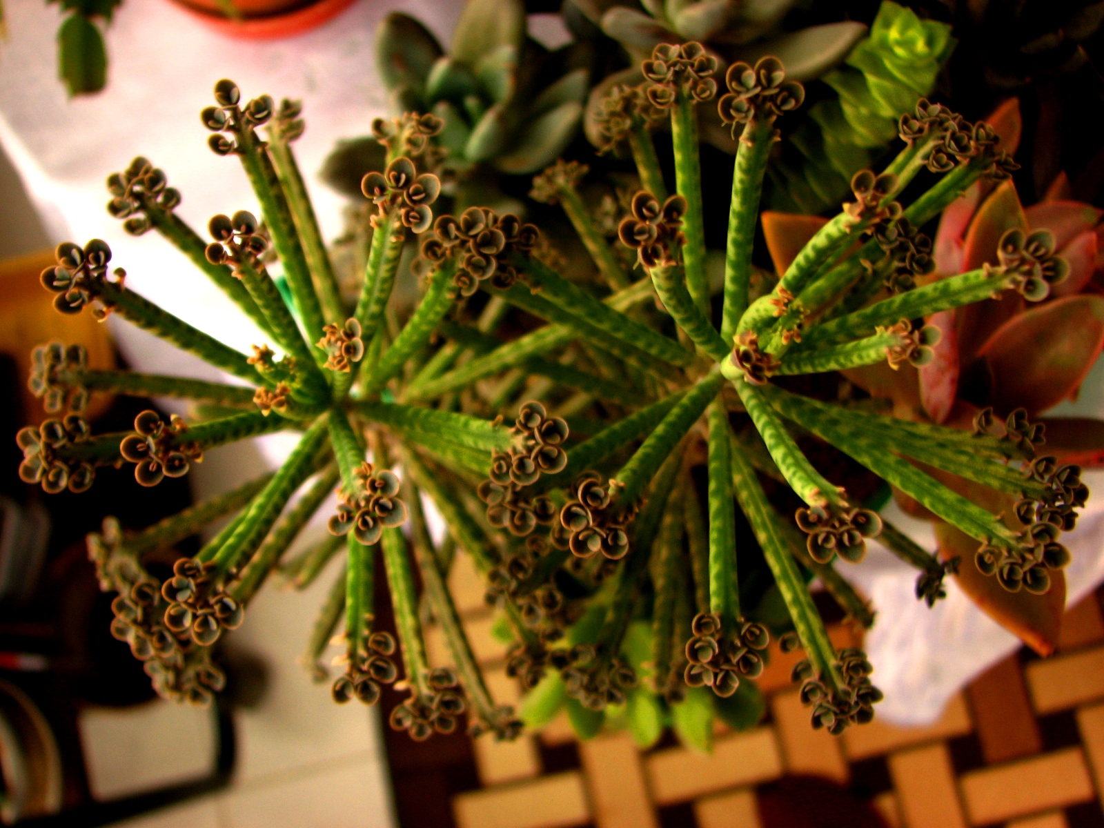 Kalanchoe delagoensis - Chandelier plant care and culture | Travaldo's blog