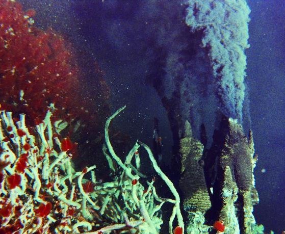 Rosa Rubicondior: The Curious Case of Giant Pacific Tube Worms