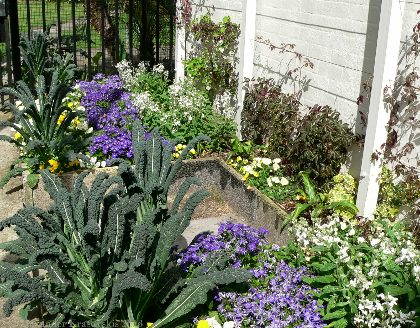 Aggregata Plants & Gardens: Parkville garden spring update