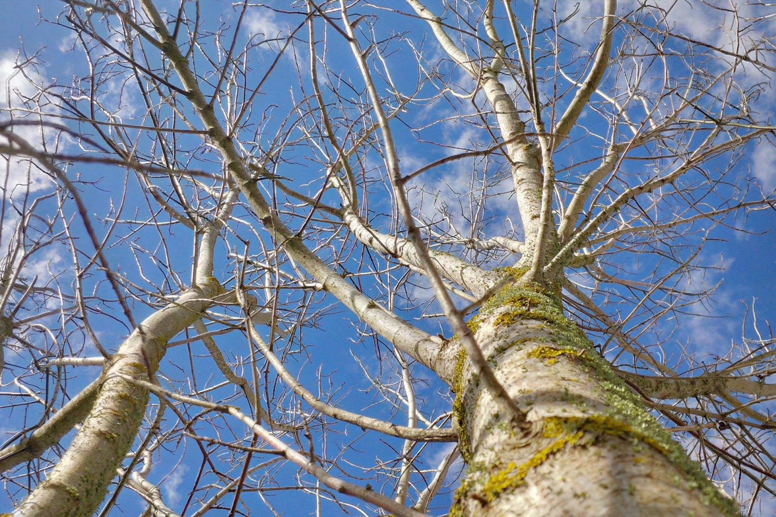 Tree Removal Kelowna: SIGNS YOU MIGHT NEED TREE REMOVAL