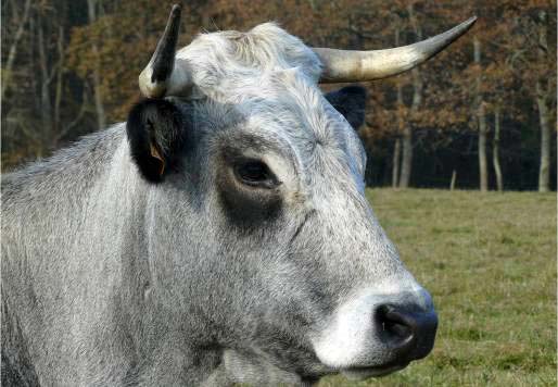 La Gasconne en transhumance de l'Ariège à Paris: Les races ...