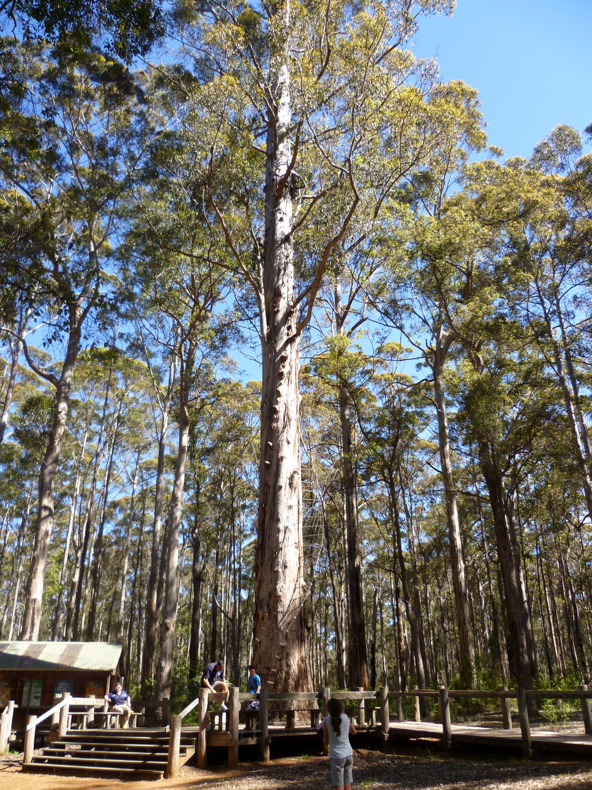 The Dart Aussie Adventure: Karri Trees Pemberton 30 October 2011