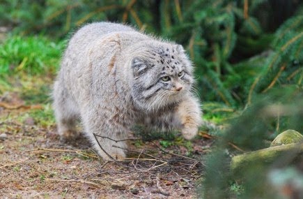 Pallas' Cats Animals | Interesting Facts & Latest Pictures | The Wildlife