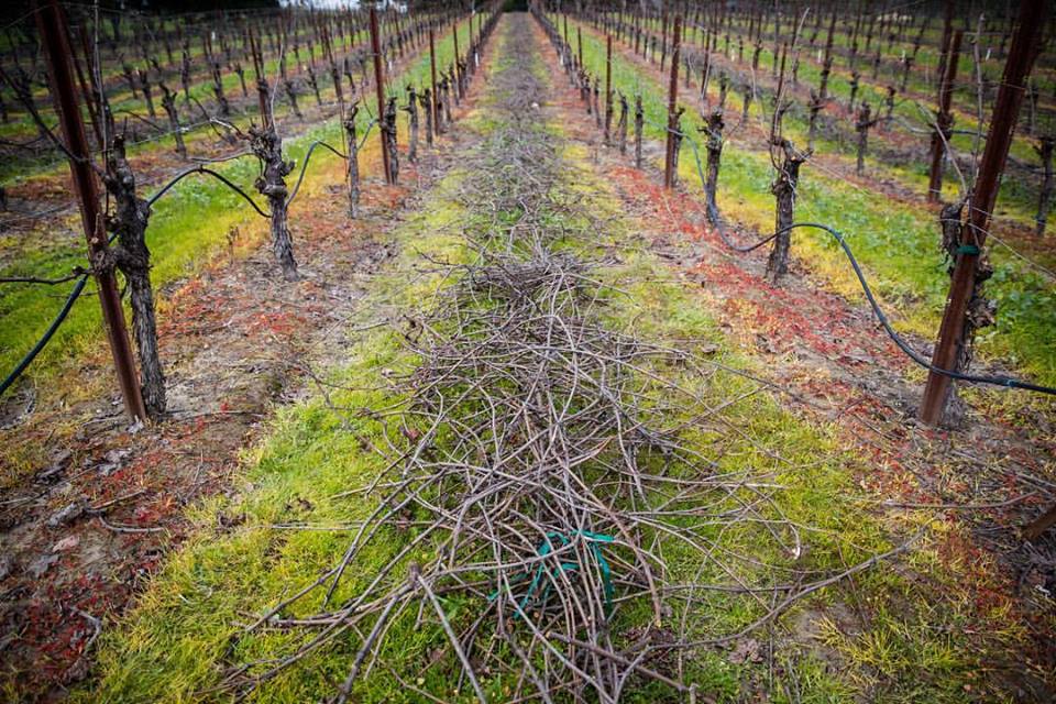 The Wine Write: We Get To Know Withers Winery