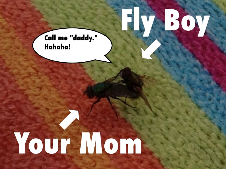 DOG PARTY!: Fly Boy doing your mom