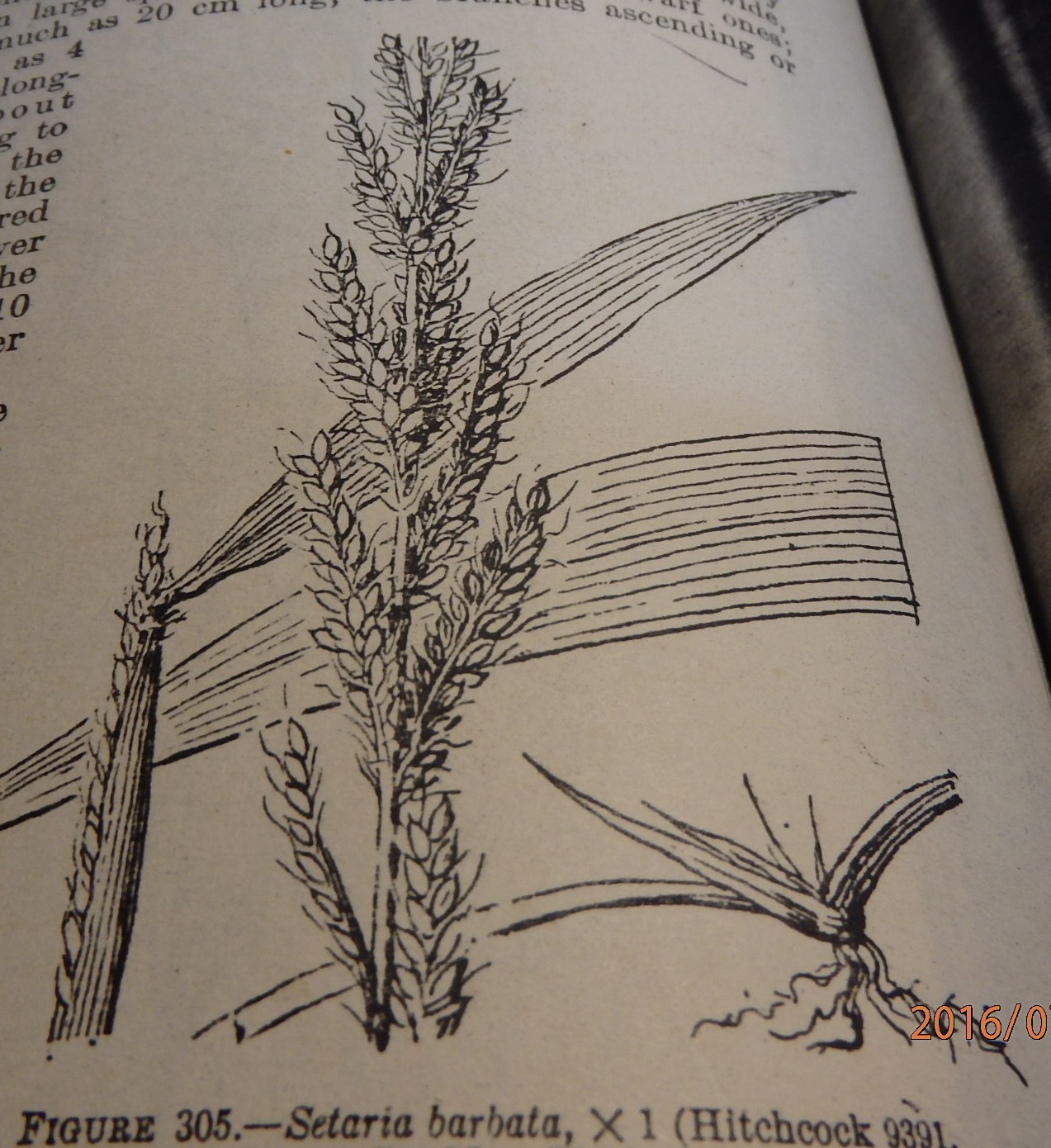 PLANT FAMILIES OF PUERTO RICO AND FLORIDA PAPO VIVES: POACEAE PANICEA ...