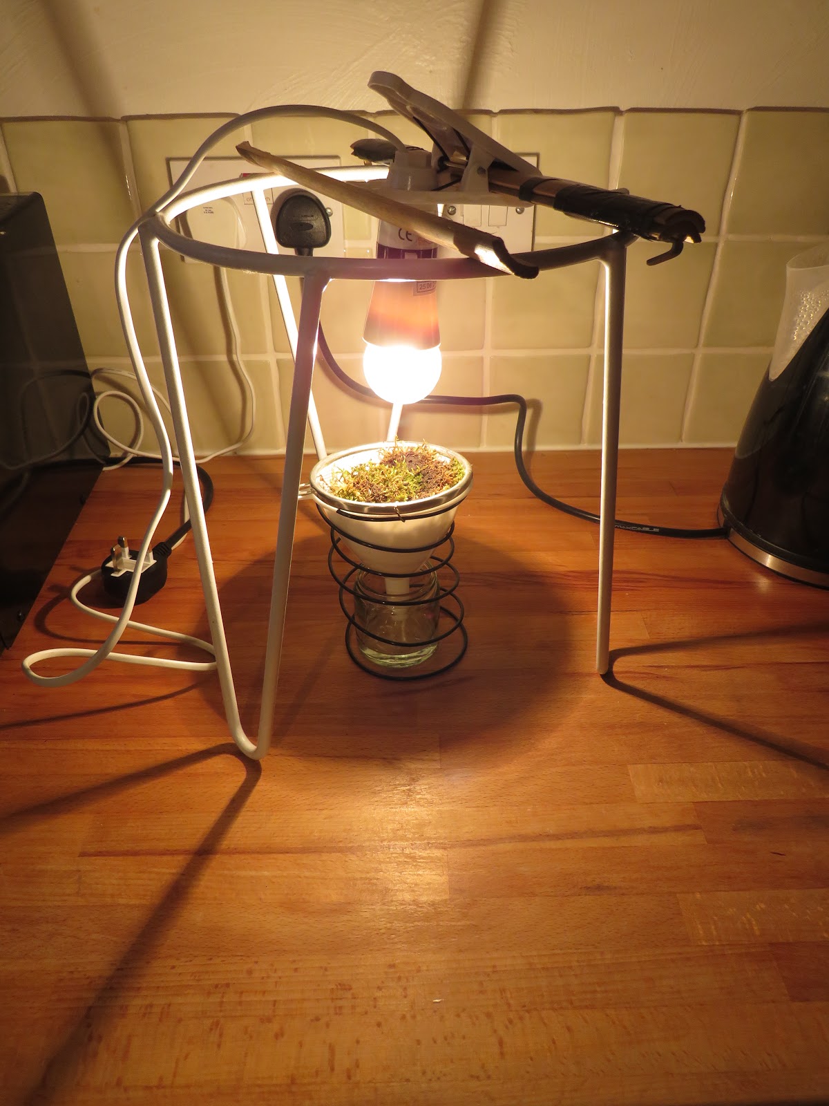 Binoculars, net and bug pots...: Mini-Tullgren Funnel for mini-beasts!