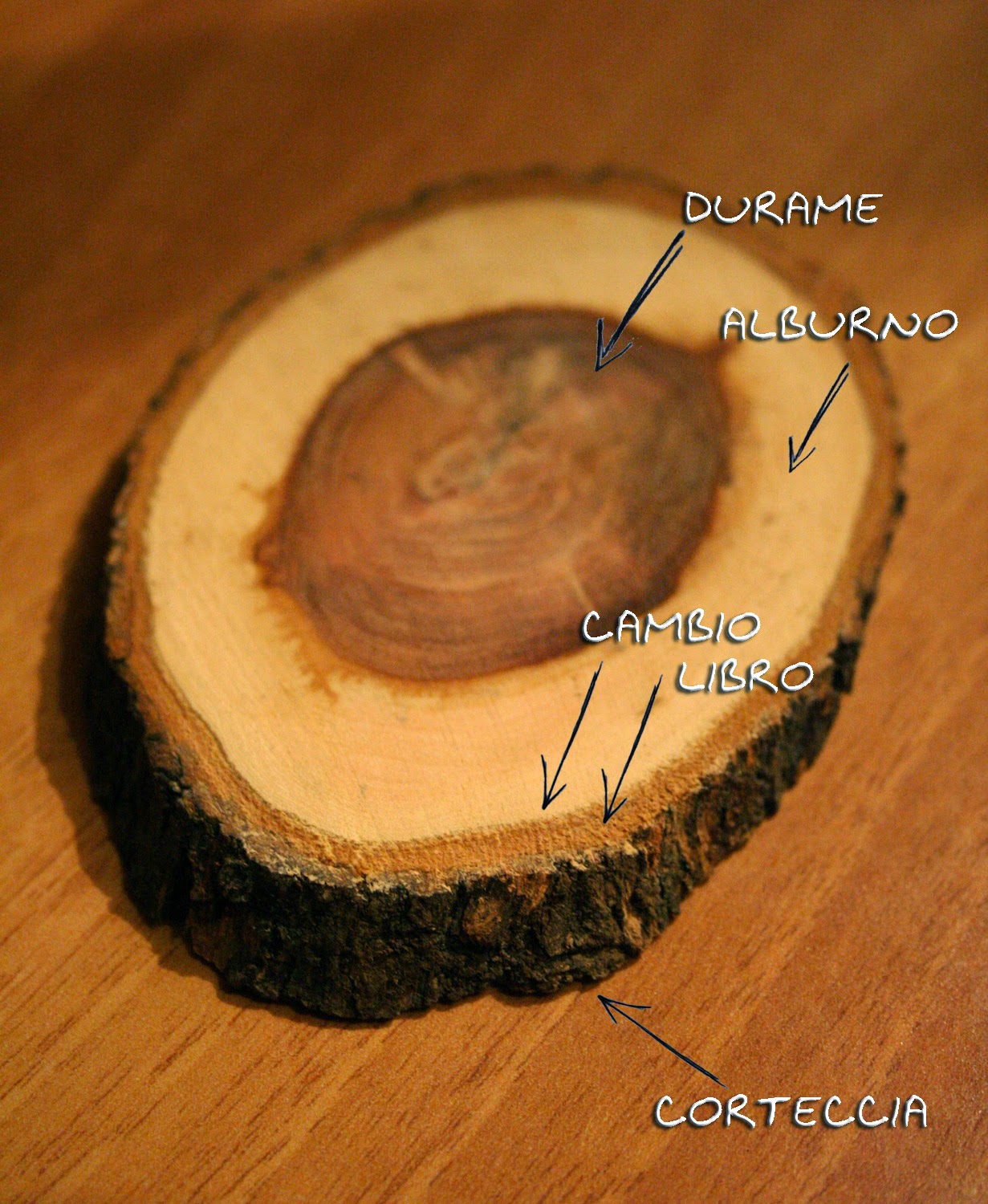 terraXchange: La complessità del fusto