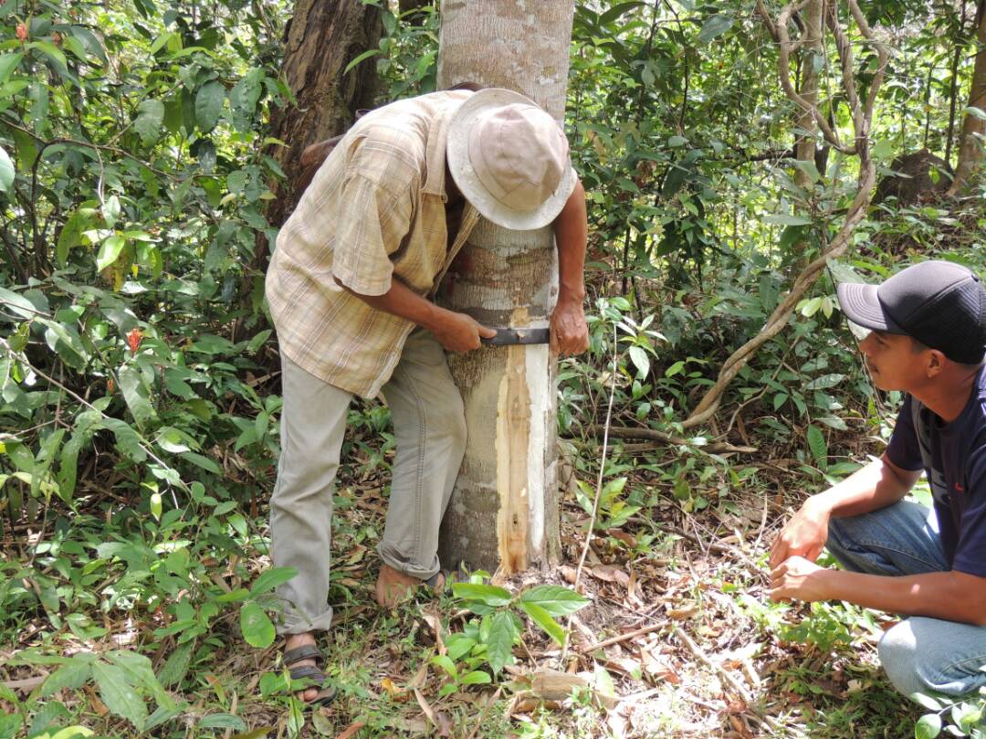 GOLD-FOREST R&D AGAR WOOD