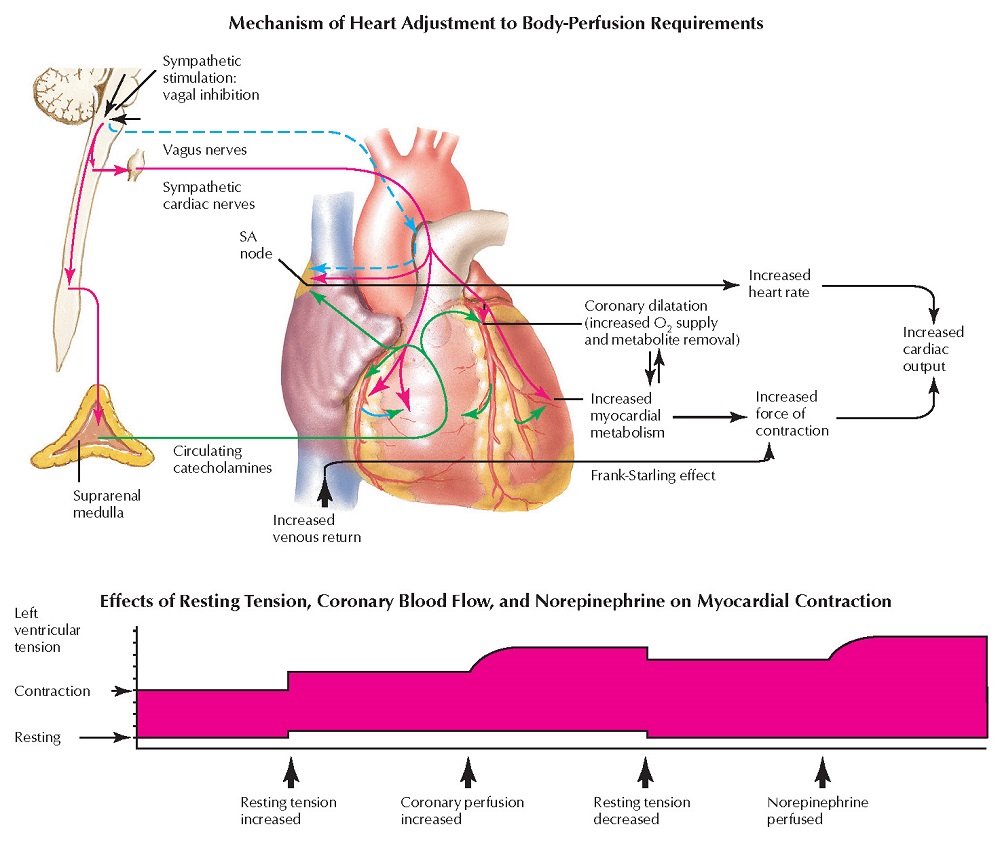 Cardiovascular Function: Definition of Terms and Regulation - pediagenosis