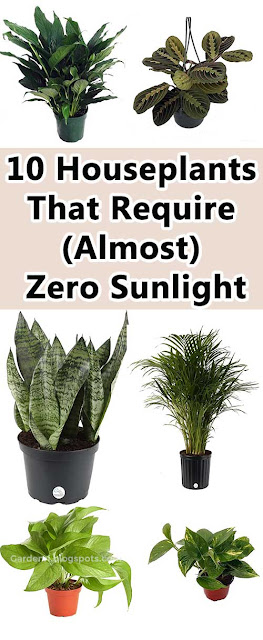 10 Houseplants That Require (Almost) Zero Sunlight