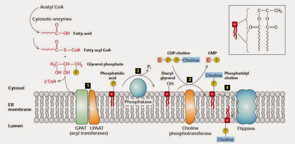 Metabolisme Sel Retikulum Endoplasma (2:habis) - Biologi Edukasi ...