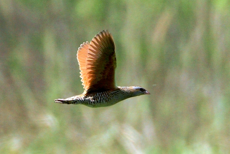 WILD TIREE: GREAT DAY TOUR 24TH JUNE 2012