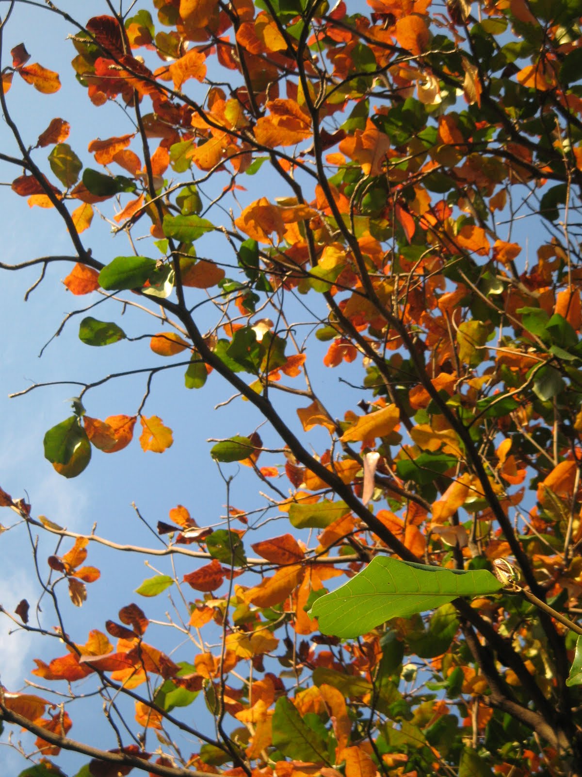 bucaio: Umbrella Tree Seeds