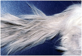 12 PENYAKIT KULIT PADA KUCING PERSIA YANG PENTING UNTUK DIKETAHUI