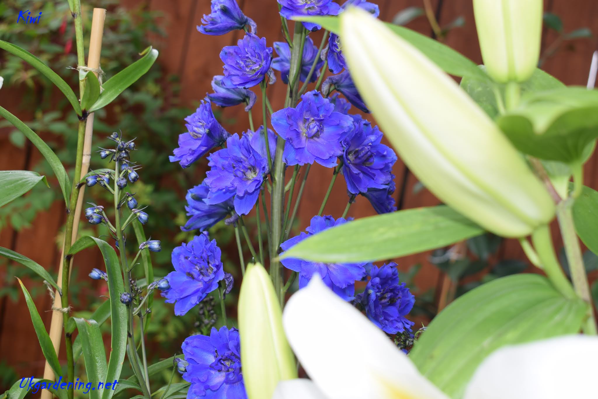 UK Gardening: Delphinium Faust