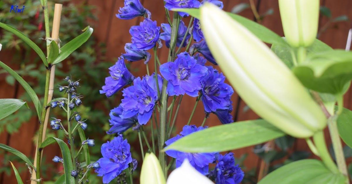 UK Gardening: Delphinium Faust