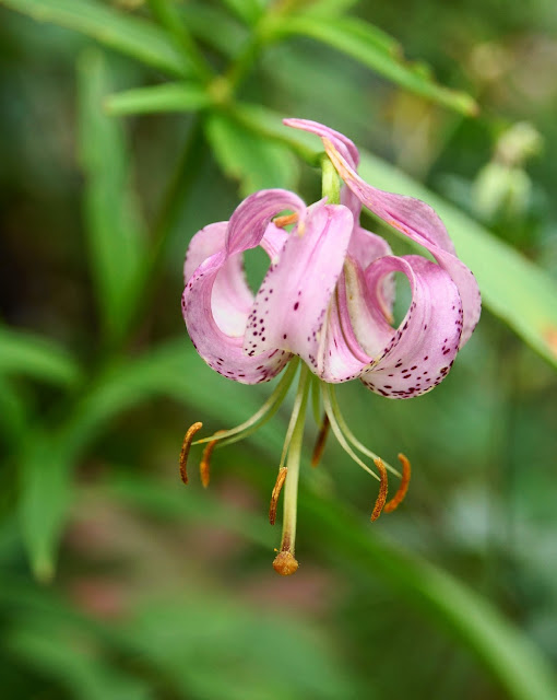 Villroses hage: Liljer igjen, noen fargeeksplosjoner, en rosehistorie ...