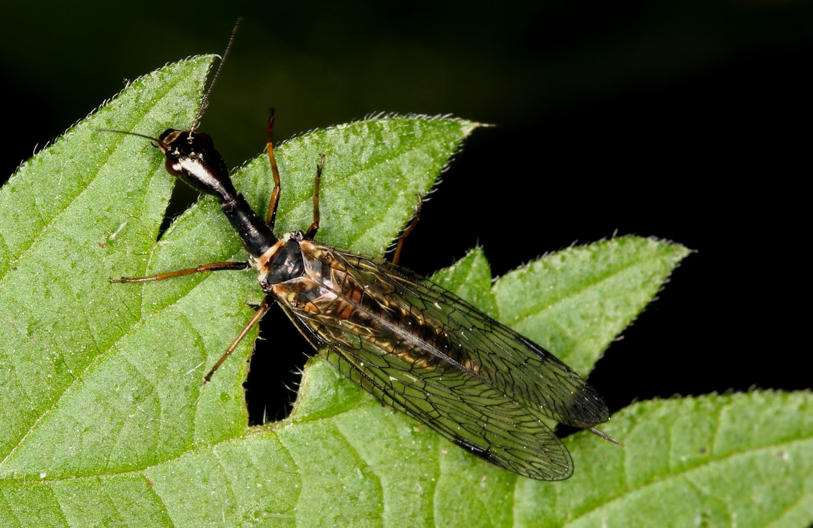 Snakefly (Raphidia xanthostigma)