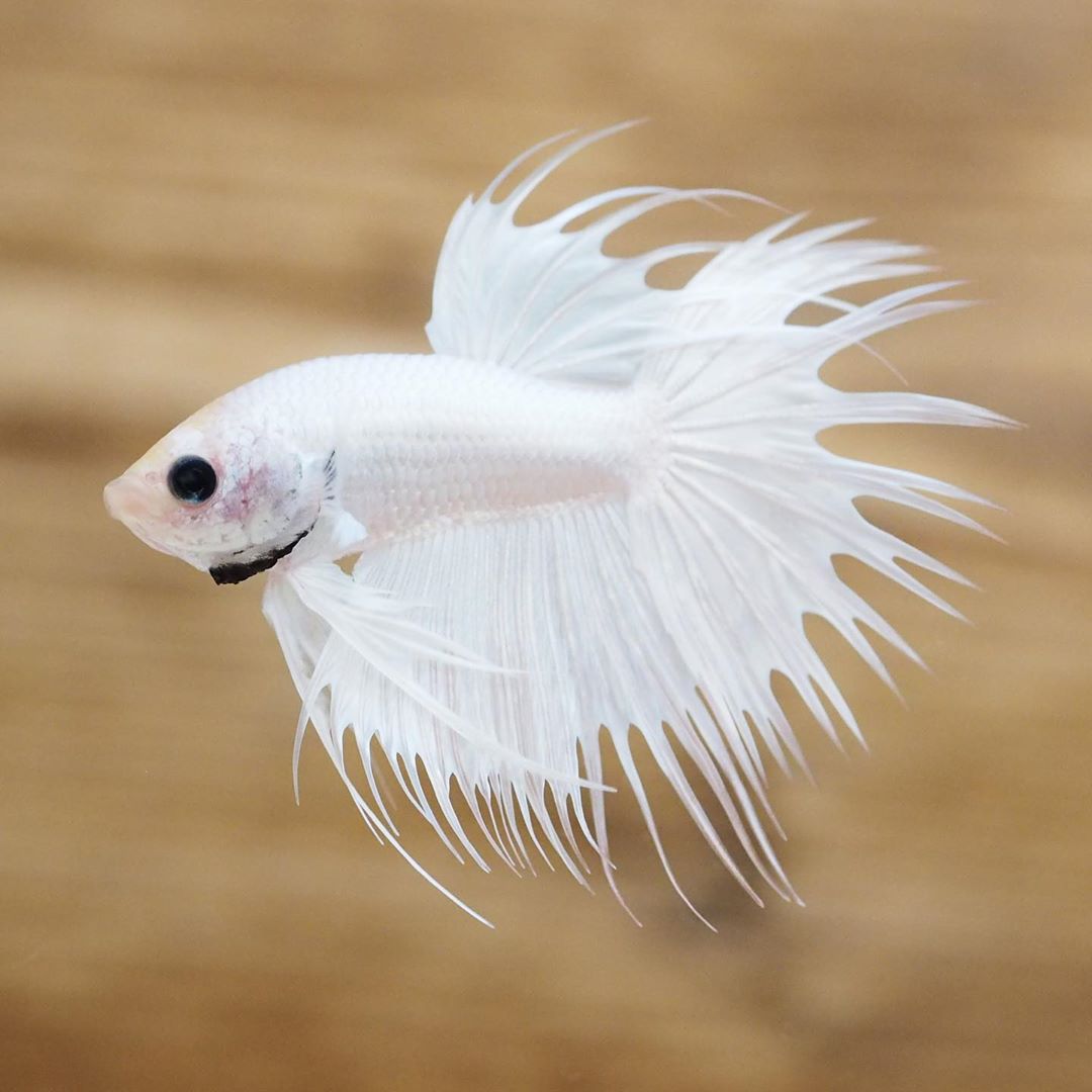 The Majestic Live Male White Platinum Crown Tail Betta Fish