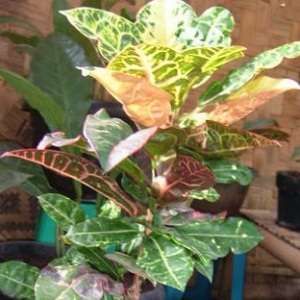 Tanaman Puring (Codiaeum variegatum) - Ganesha Flora Bali