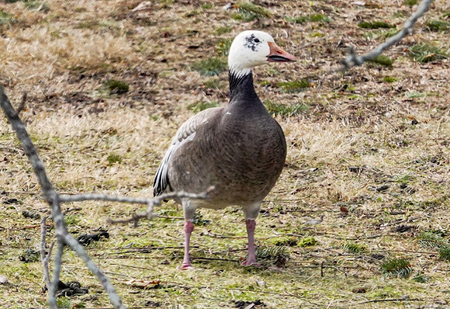 Gale's Photo and Birding Blog: Blue Morph Snow Goose