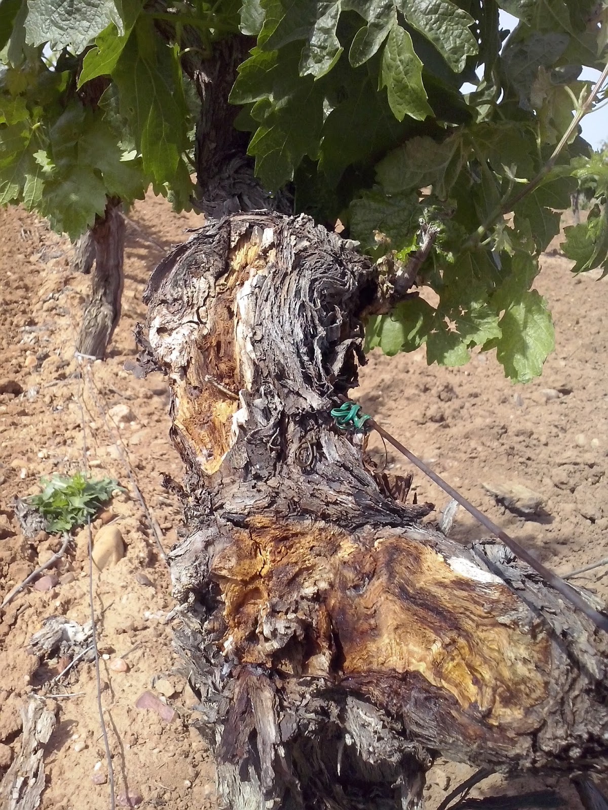 Abdon Segovia entre la vid y la yesca: Yesca como combatir,como tratar