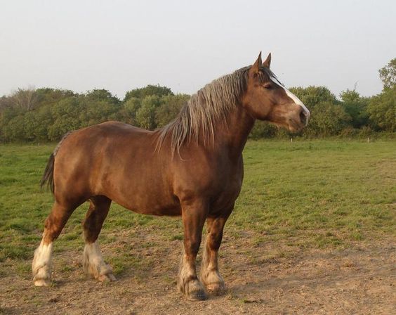 Mini Hoofbeats Studio: Horses and Ponies from the Celtic Regions: The ...
