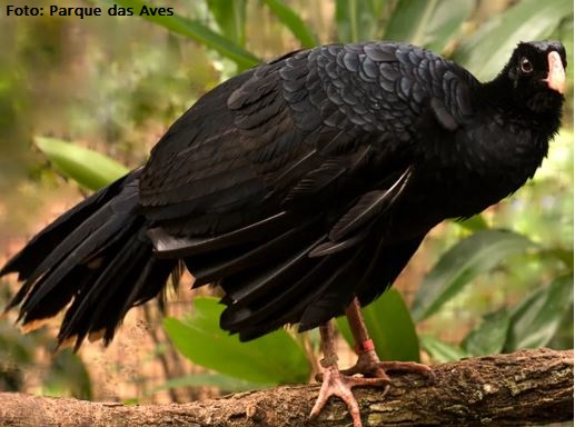 Extinto na natureza, filhote de mutum-de-alagoas nasce em cativeiro em ...
