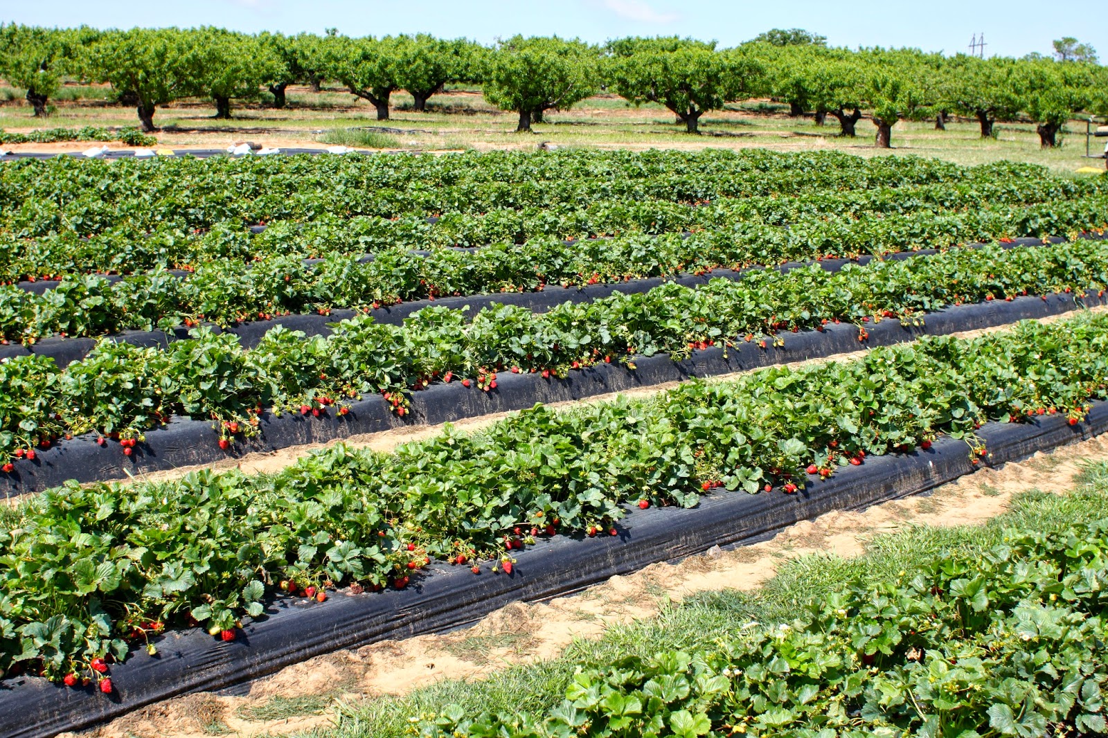 My Emiline. Living. Kids. Crafts.: Kickin' it in SA: Strawberry Picking ...