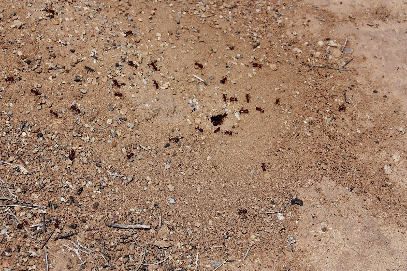 Harvester Ant Mound