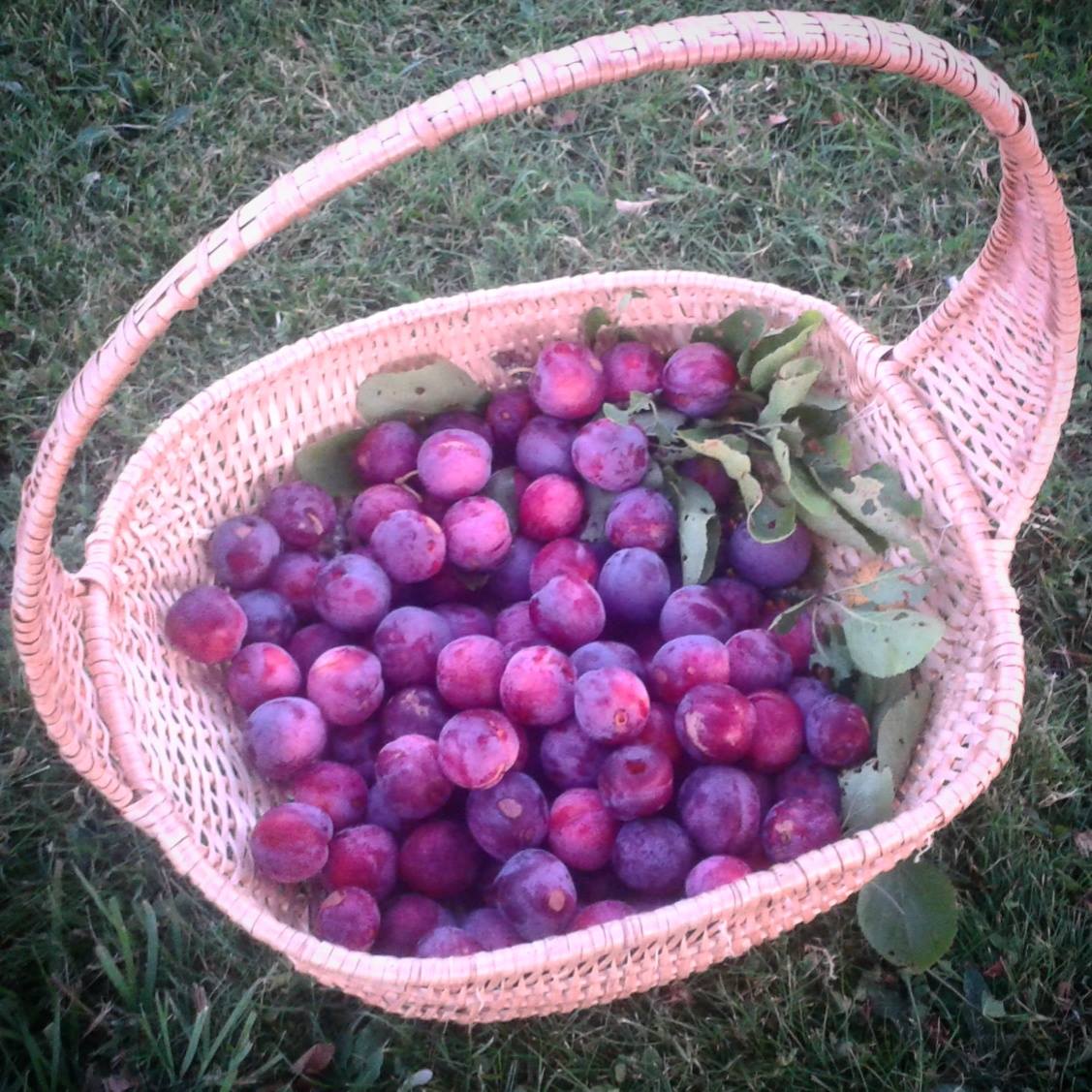 Glädje i hjärtat - Joy in the heart: Flera kilo plommon