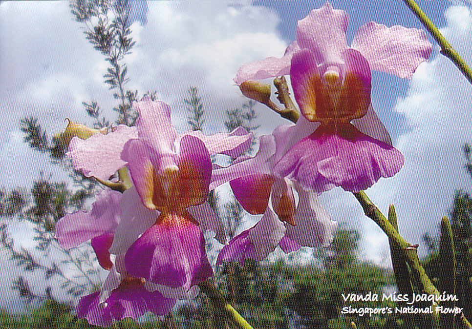 Postcard A La Carte: Singapore - ASEAN 50th Anniversary - National Flower
