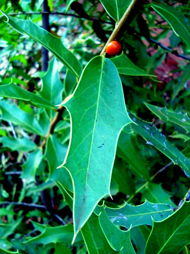 Portal del Aguador : CONGOROSA PARA LA ACIDEZ, GASTRITIS Y ÚLCERAS