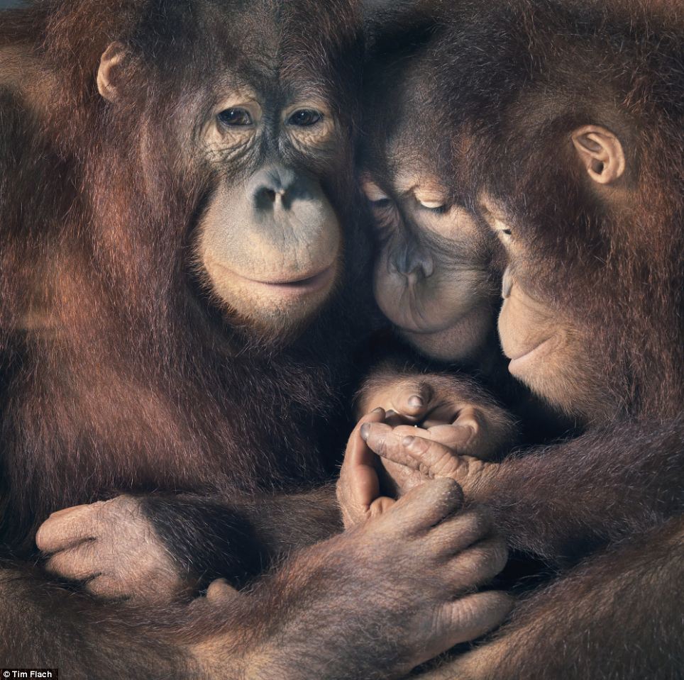 White Wolf : More than Human: Animal Portraits by Tim Flach (Photos- Video)