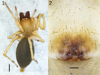 細蟹屋: Clubionidae フクログモ科