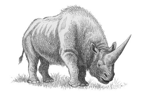 Mundo Pré-Histórico: Elasmotério, o grande unicórnio