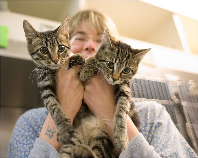 The Society Page: Dakin to Offer Free Spay/Neuter to Select Communities