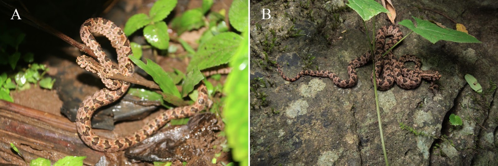 Species New to Science: [Herpetology • 2020] Protobothrops kelomohy ...