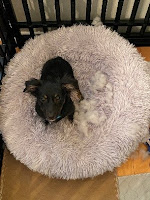 Who Rescued Who? - Children’s Books about Pet Adoption