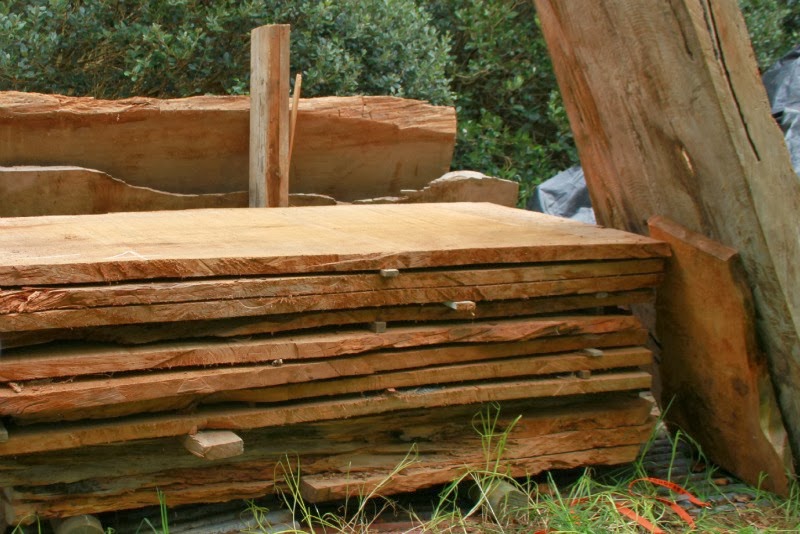 Big Little: 5000 Year Old Swamp Kauri