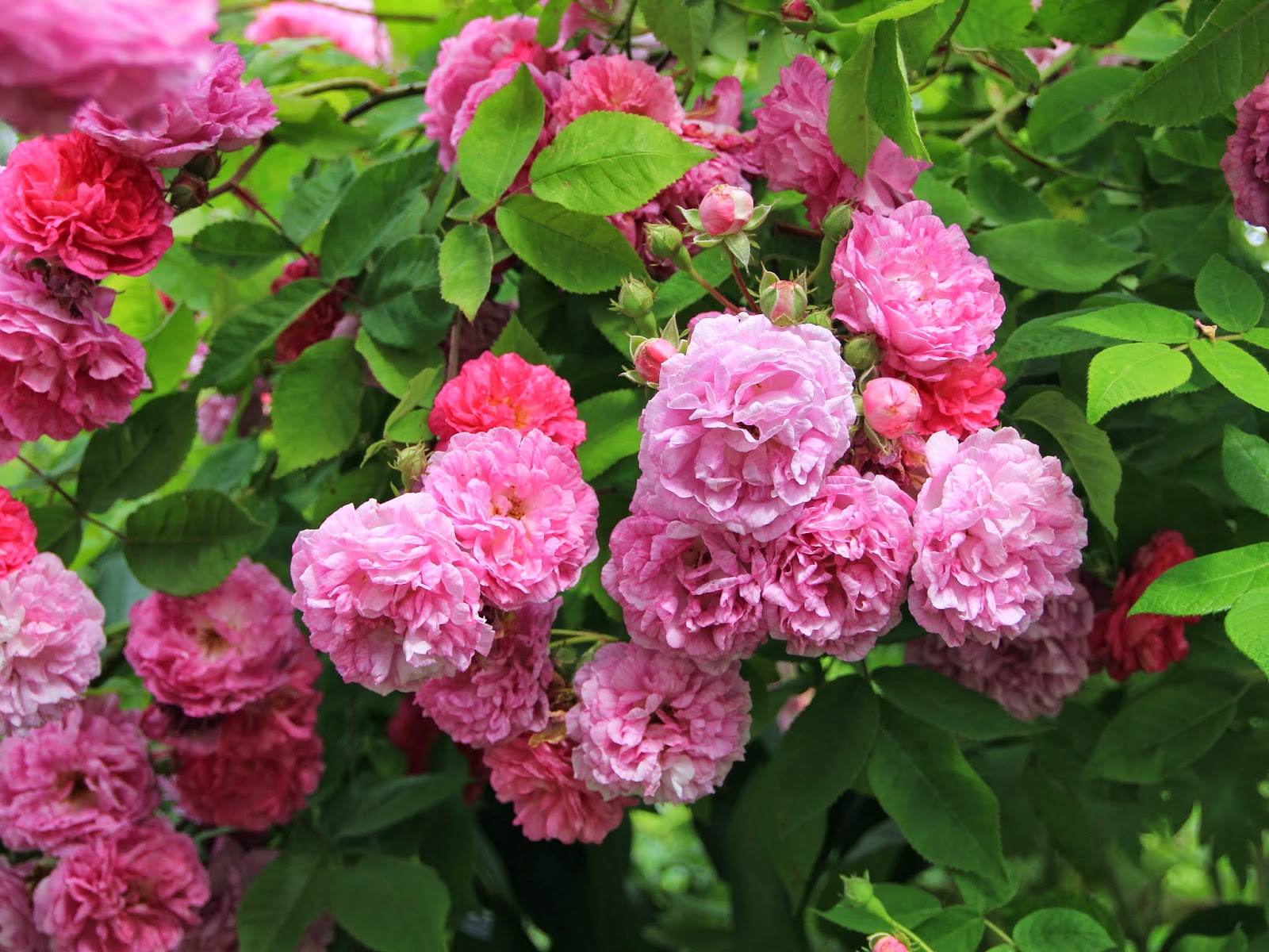 Torils garden: Seven Sisters Rose var spesielt vakker i fjor sommer