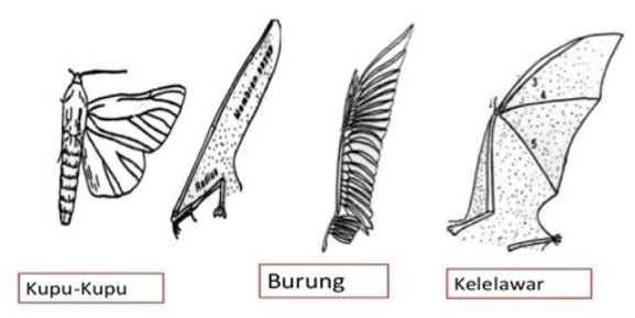 Materi Petunjuk Dan Mekanisme Evolusi Mapel Biologi kelas 12 SMA/MA ...