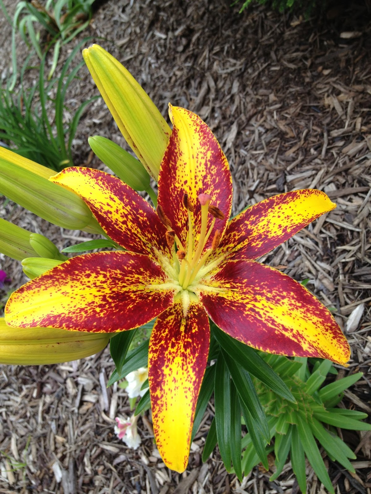 Spun Sugar Quilts: oh lily