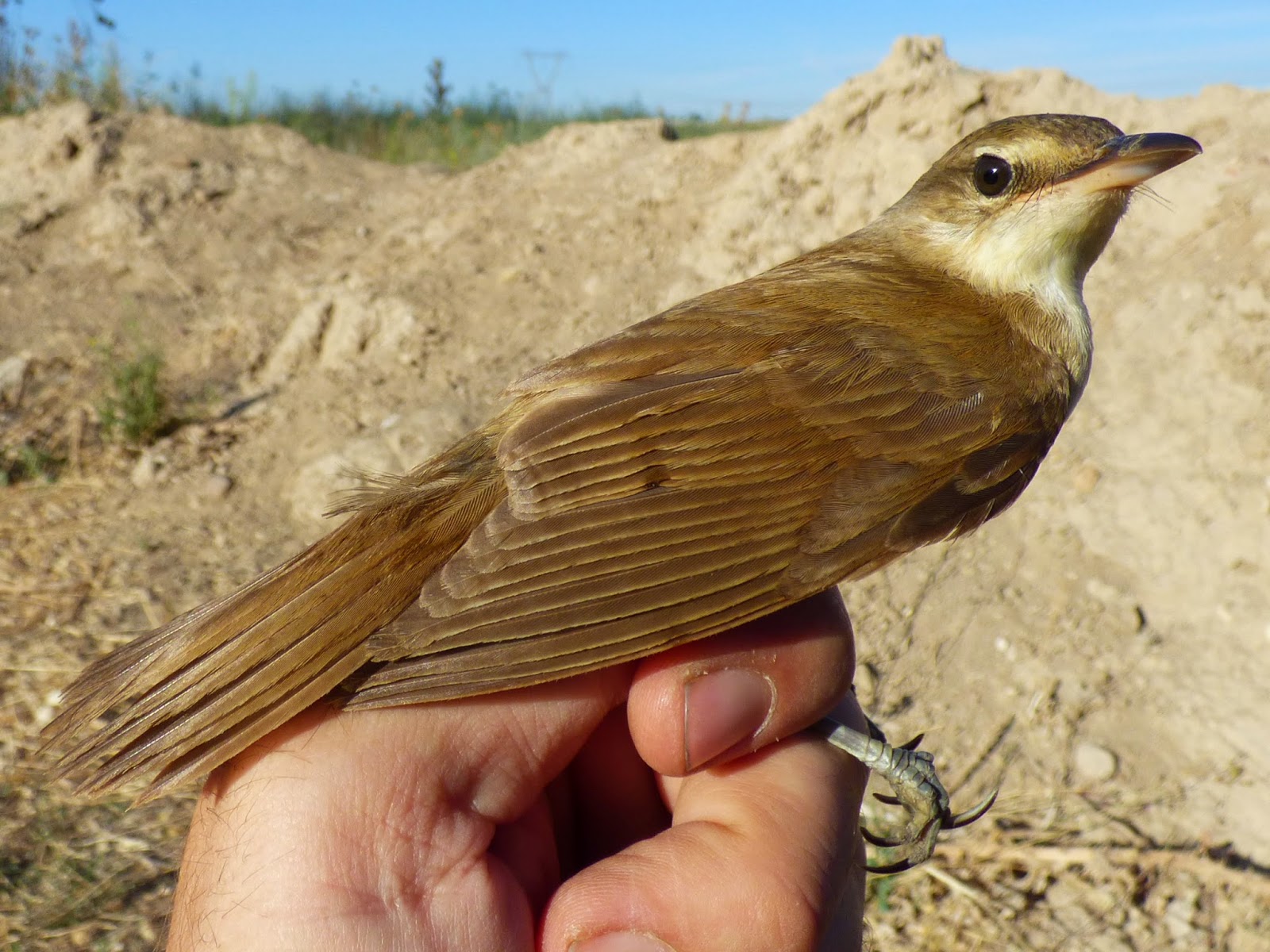 Amantes de la ornitología: Los "pájaros marrones"