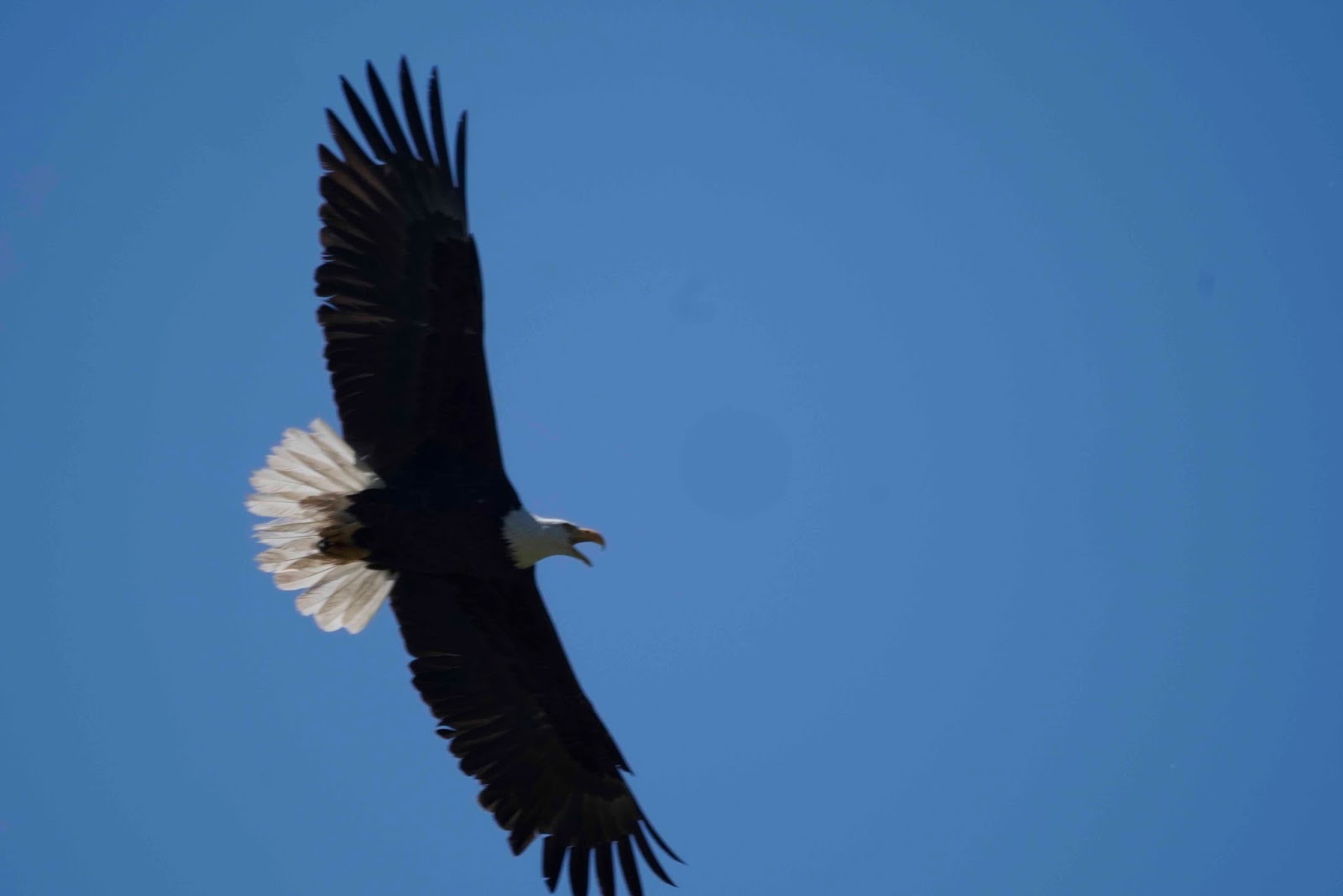 Mid Sierra Musings: Bald Eagles In The Eastern Sierra Nevada